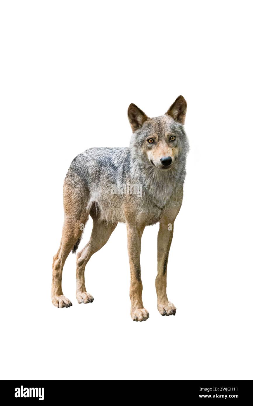 alert wolf isolated on a white background Stock Photo - Alamy