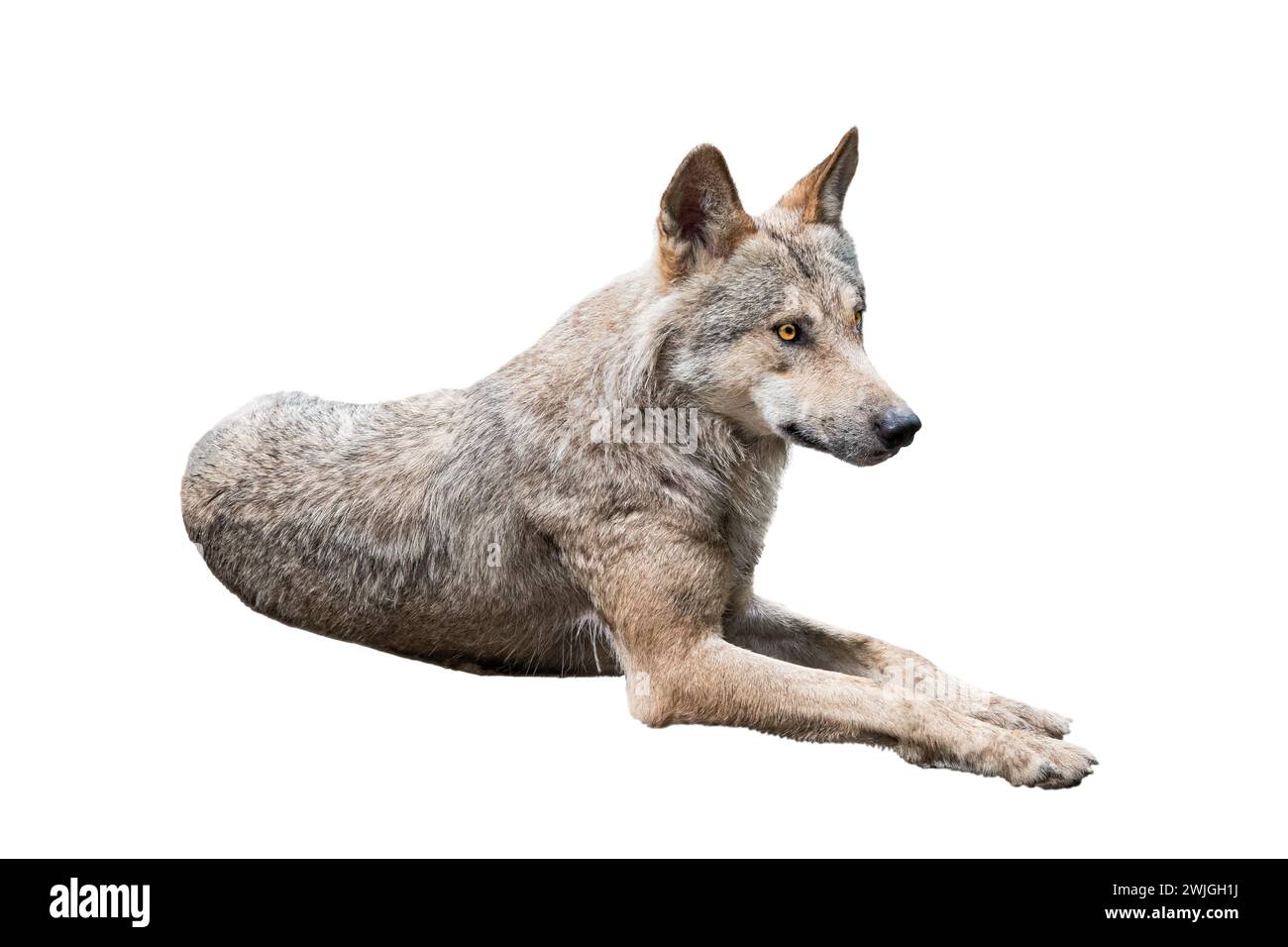 alert wolf lying on the ground isolated on white background Stock Photo ...