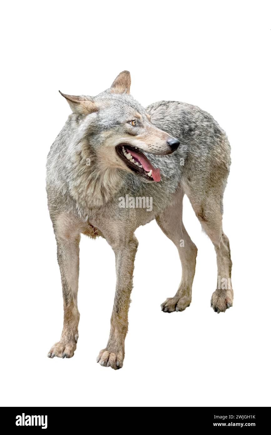 wolf with open mouth isolated on a white background Stock Photo - Alamy