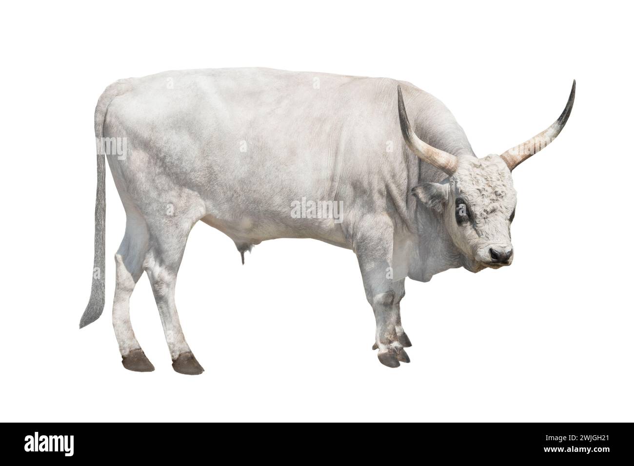 Hungarian gray bull isolated on a white background Stock Photo - Alamy