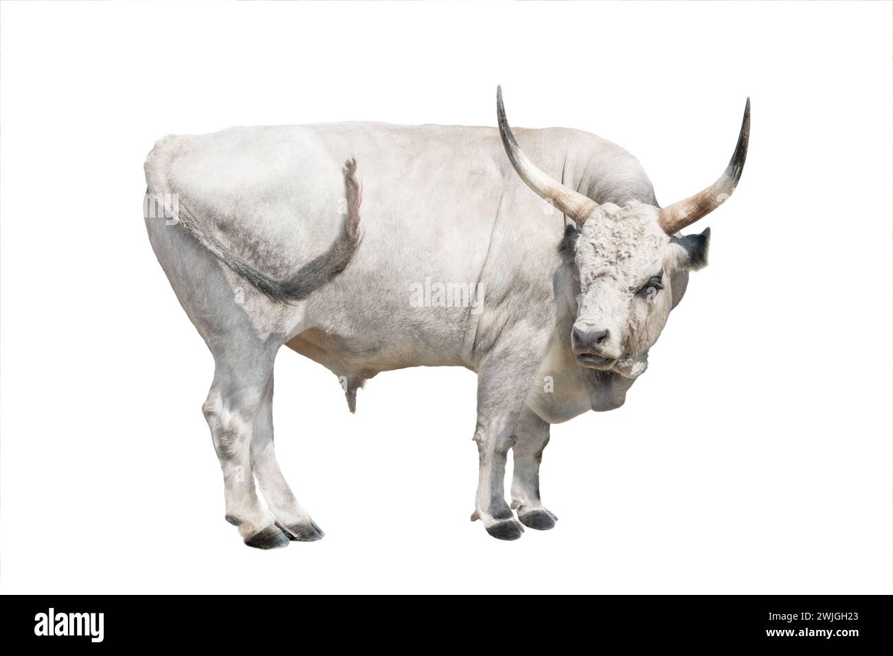Hungarian gray bull isolated on a white background Stock Photo - Alamy