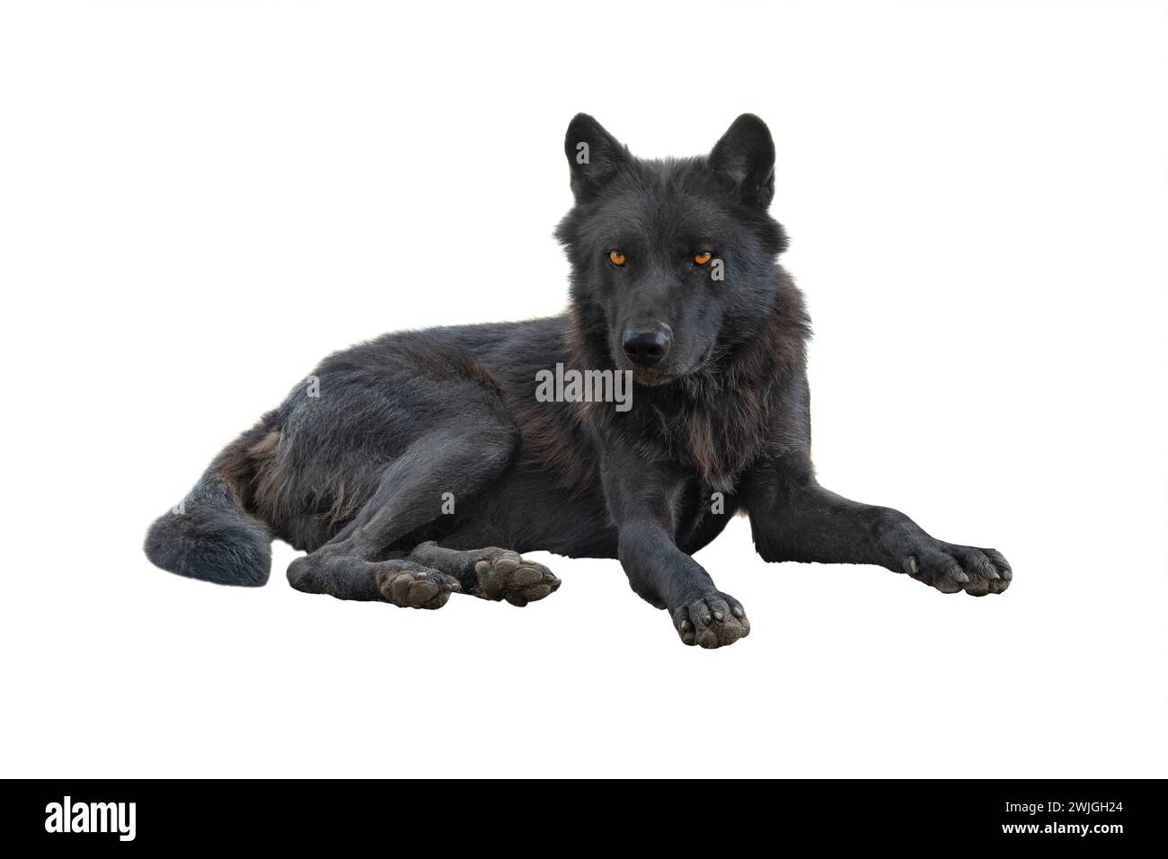 Canadian wolf hi-res stock photography and images - Alamy