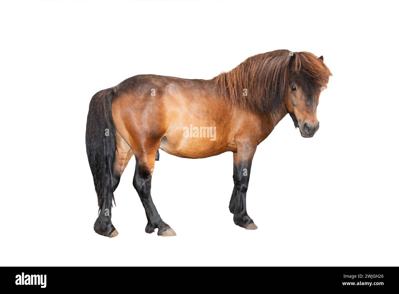 Pony horse on farm Cut Out Stock Images & Pictures - Alamy