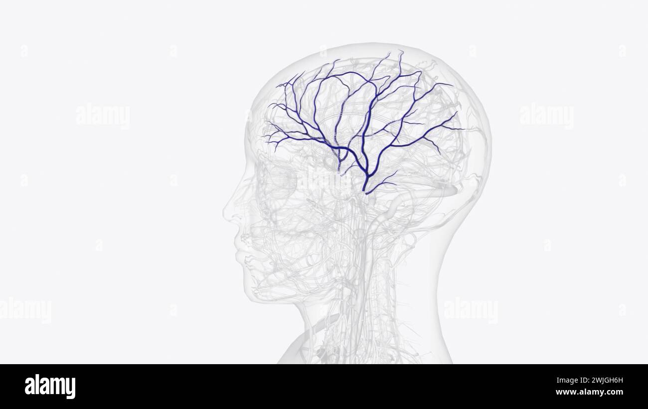 Branches of superficial temporal vein 3d illustration Stock Photo - Alamy