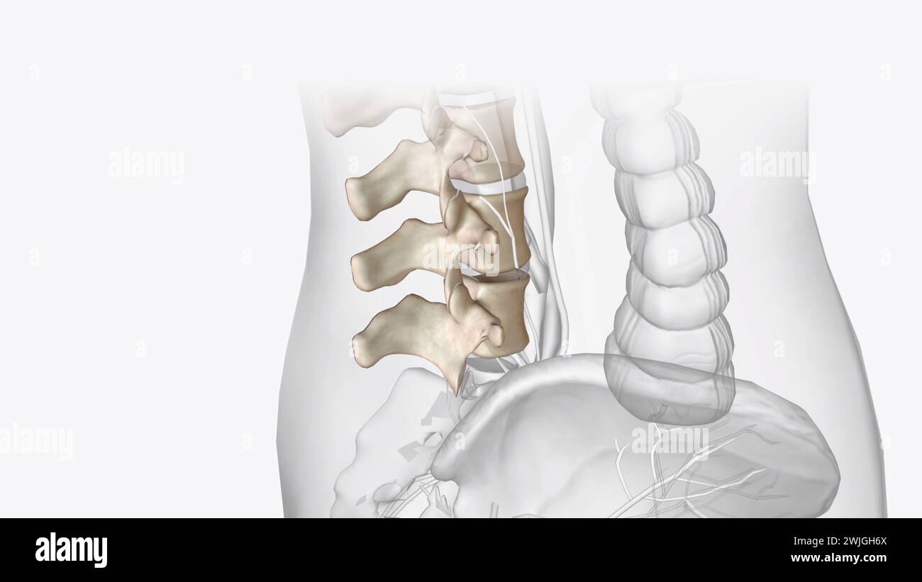 The lumbar vertebrae are, in human anatomy, the five vertebrae between ...