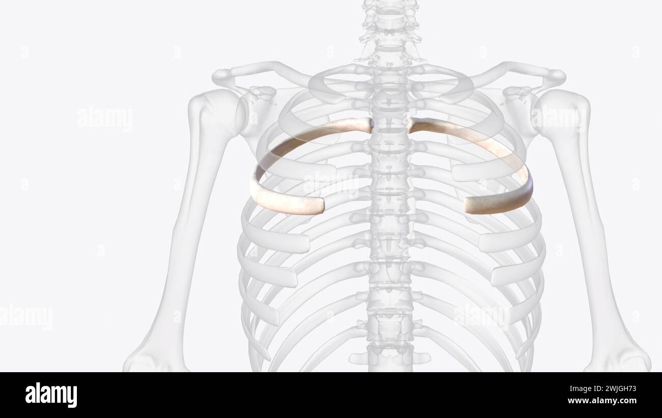 Fractures of the femur and tibia Cut Out Stock Images & Pictures - Alamy