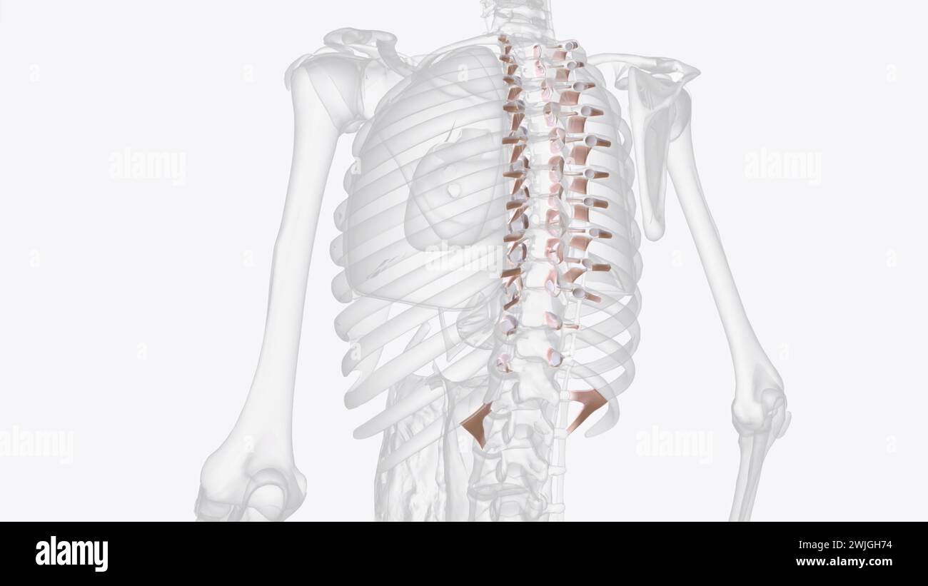 Costovertebral joints hi-res stock photography and images - Alamy