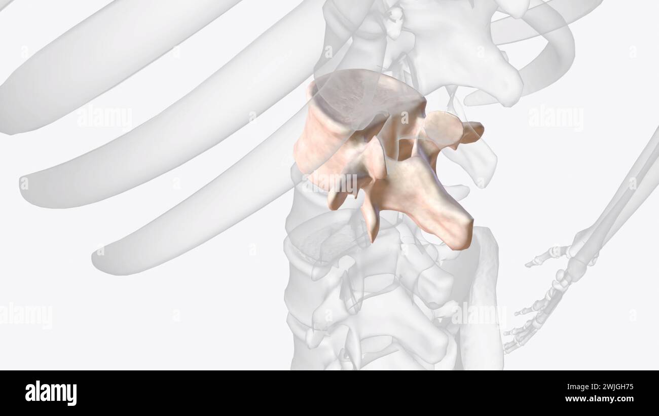 The L2 vertebra is the second uppermost of the five (5) lumbar ...