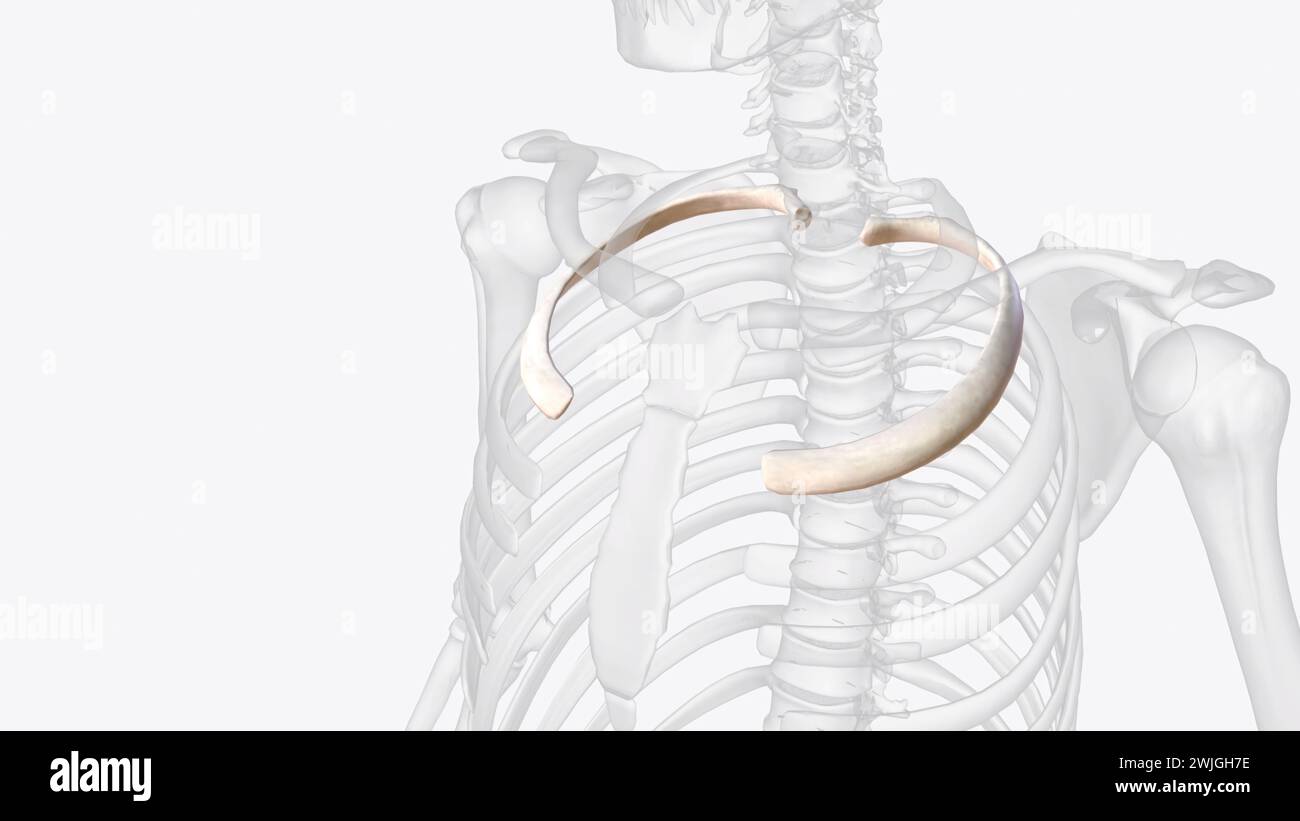 Rib attachment hi-res stock photography and images - Alamy