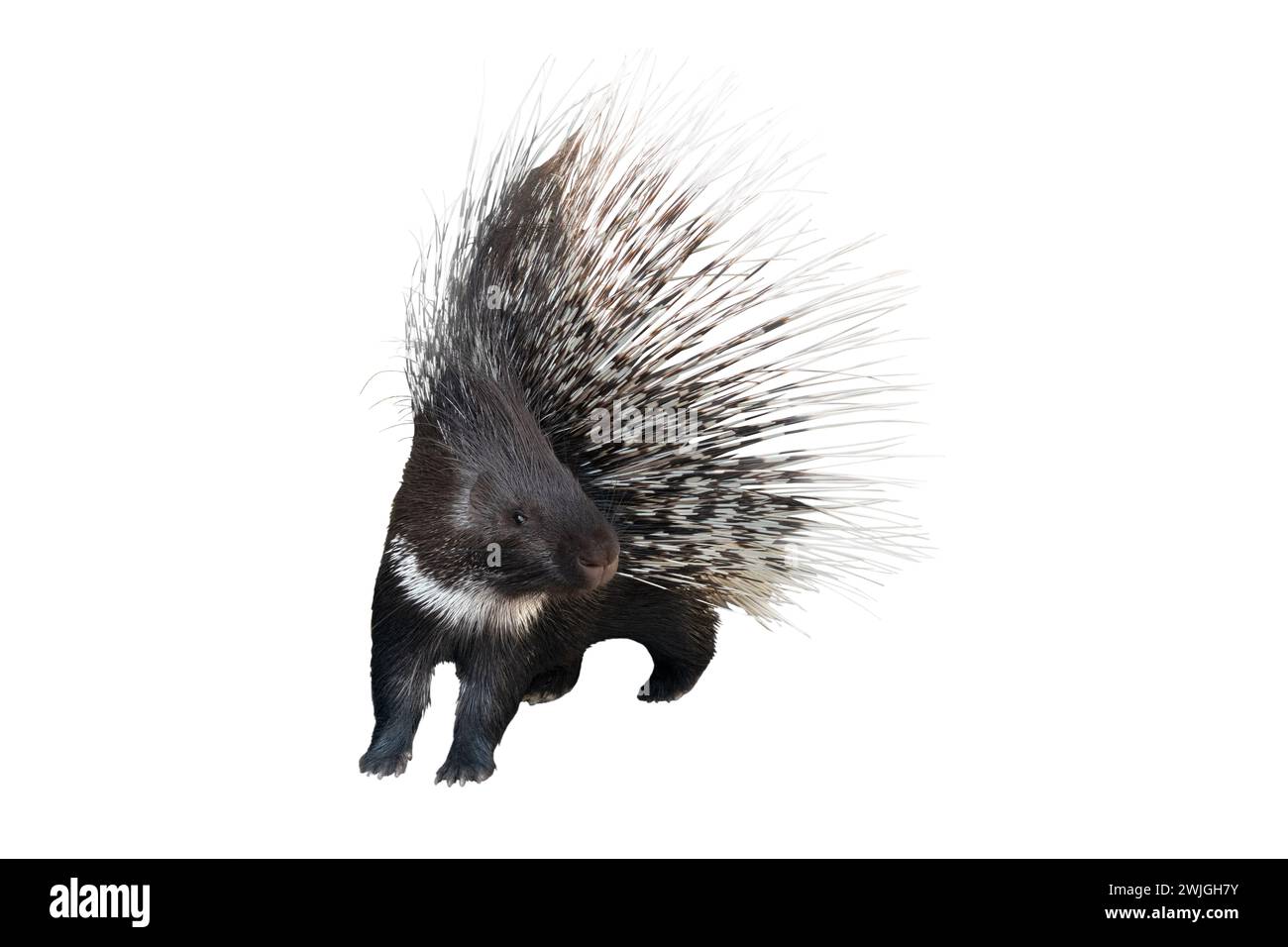 porcupine is isolated on a white background Stock Photo - Alamy