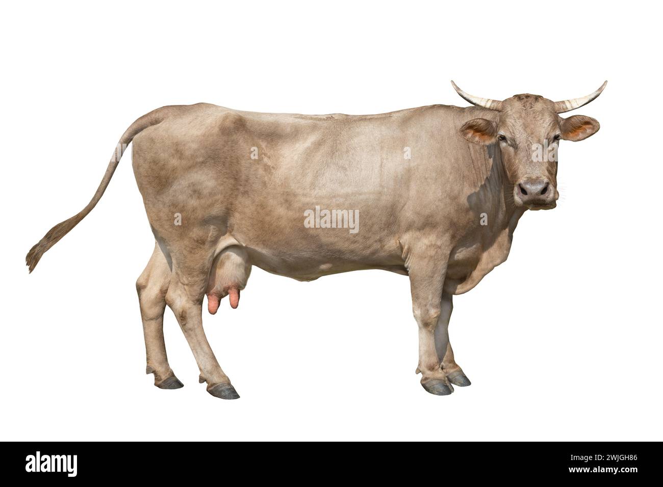 brown cow isolated on a white background Stock Photo - Alamy