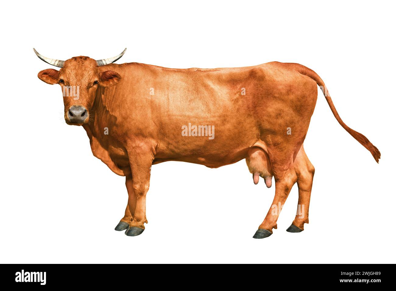 Brown white cow standing Cut Out Stock Images & Pictures - Alamy