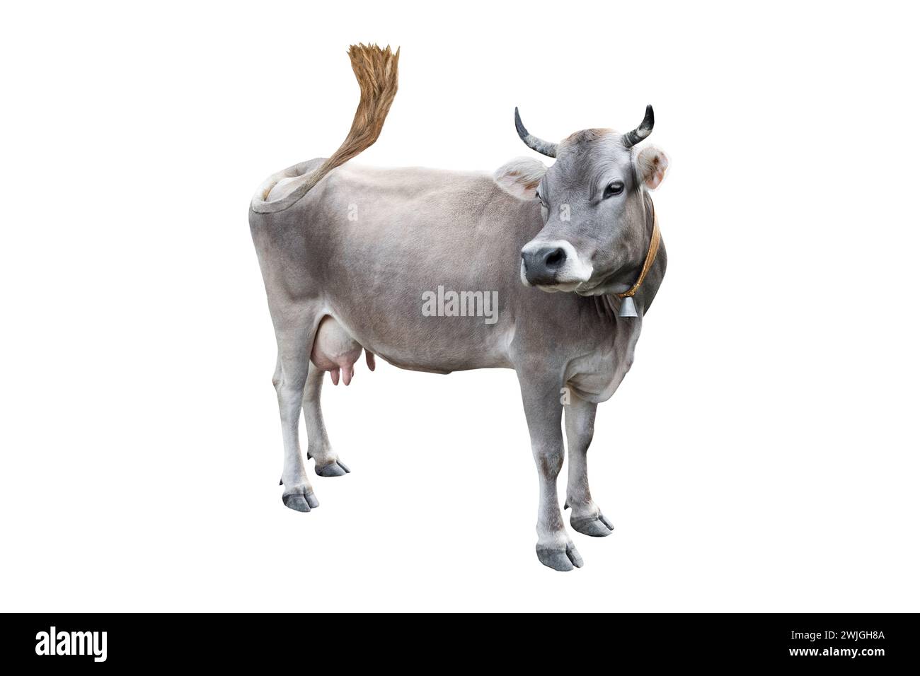 Cow with camera Cut Out Stock Images & Pictures - Alamy