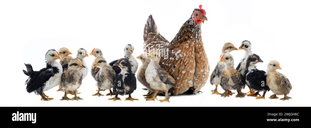 Hen and her chicks isolated on a white background Stock Photo - Alamy
