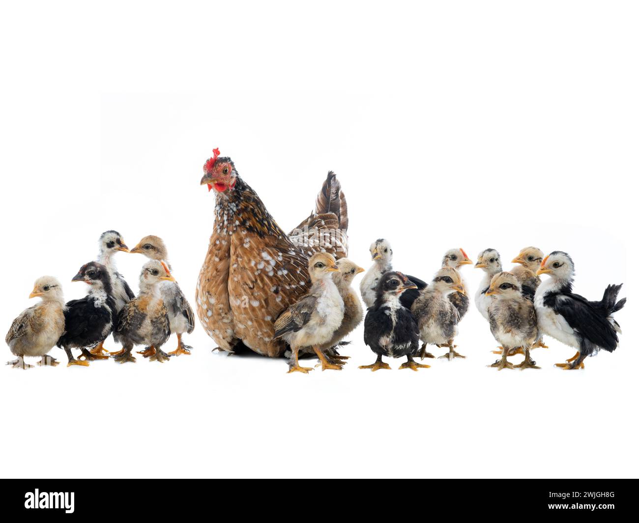 Hen and her chicks isolated on a white background Stock Photo - Alamy