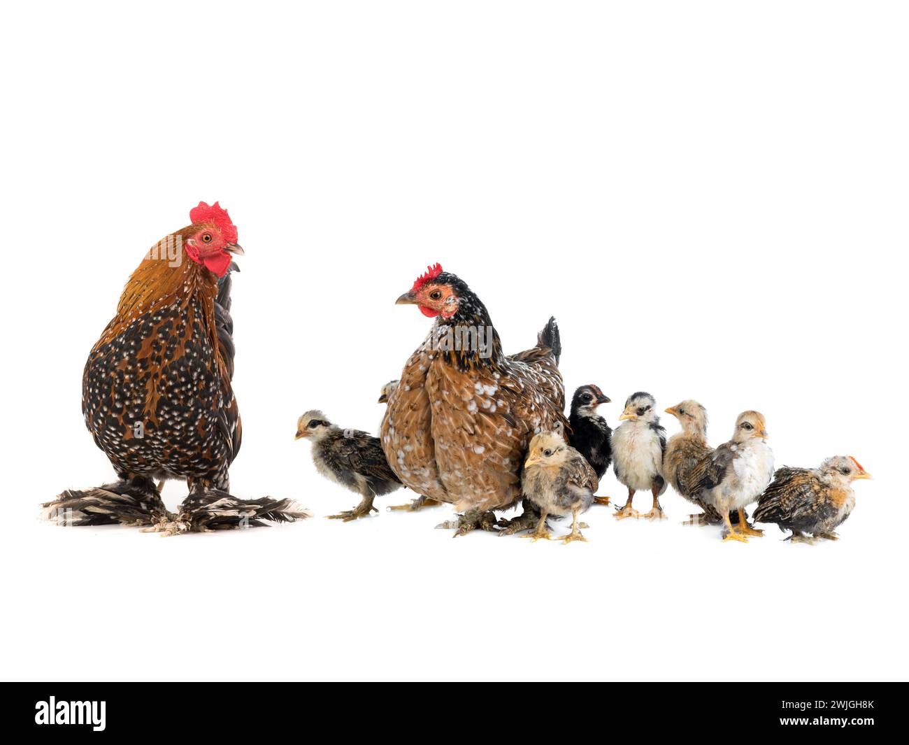 Baby chickens with mom hi-res stock photography and images - Alamy