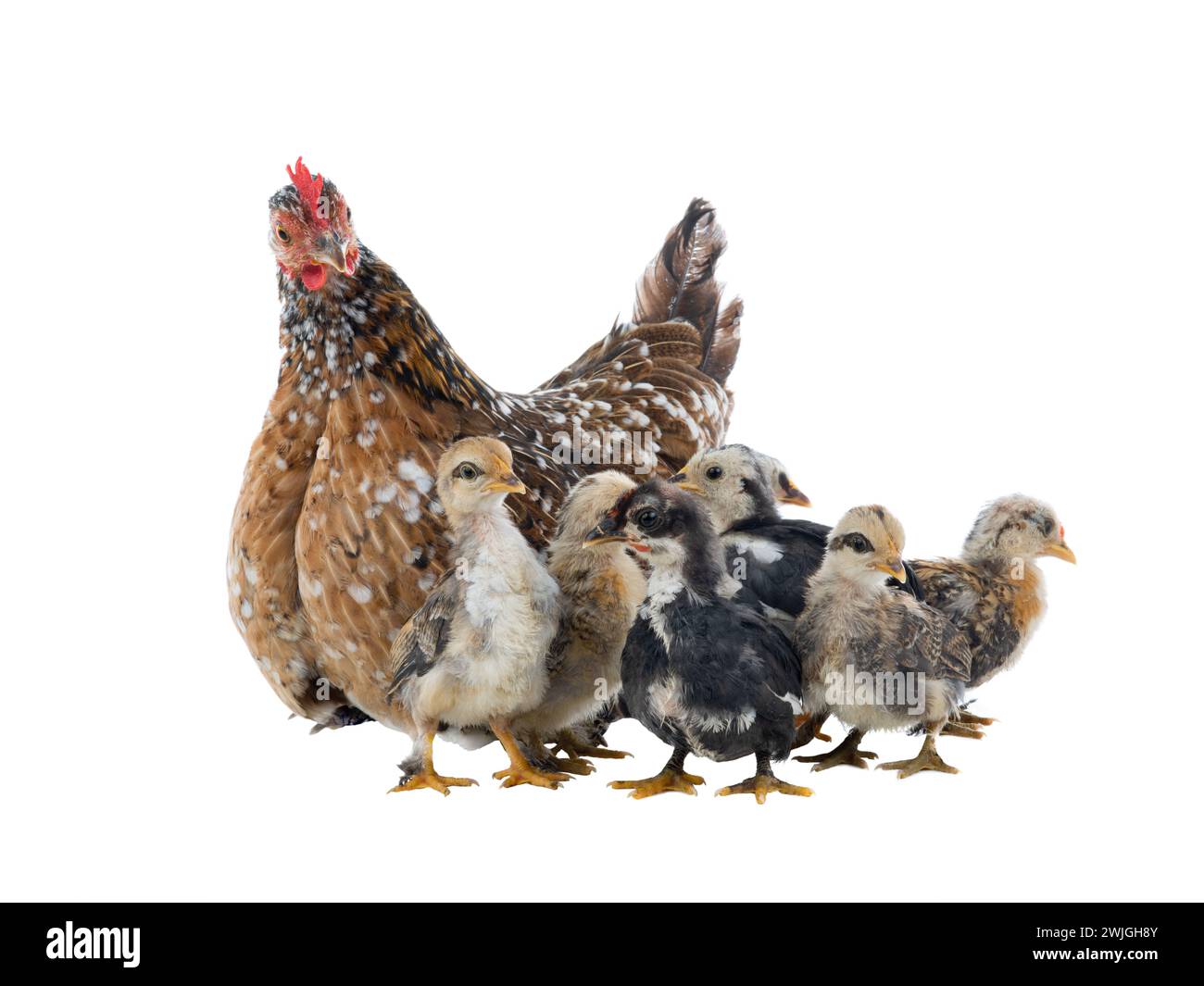 Hen with her chicks hi-res stock photography and images - Alamy