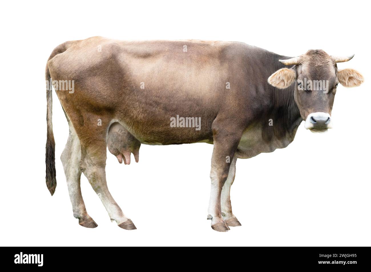 brown cow isolated on a white background Stock Photo - Alamy