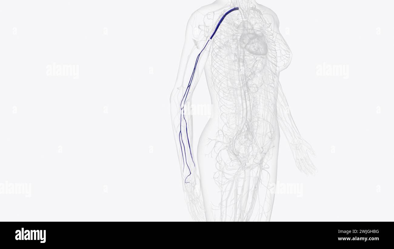 Left forearm Cut Out Stock Images & Pictures - Alamy