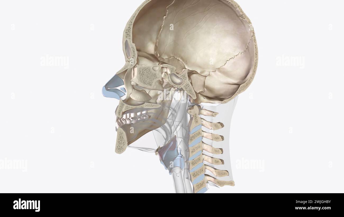 Cartilage is an important structural component of the body 3d ...