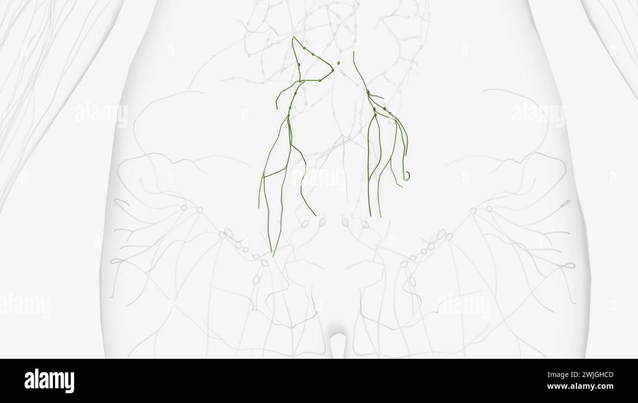 Mesenteric lymph nodes hi-res stock photography and images - Alamy