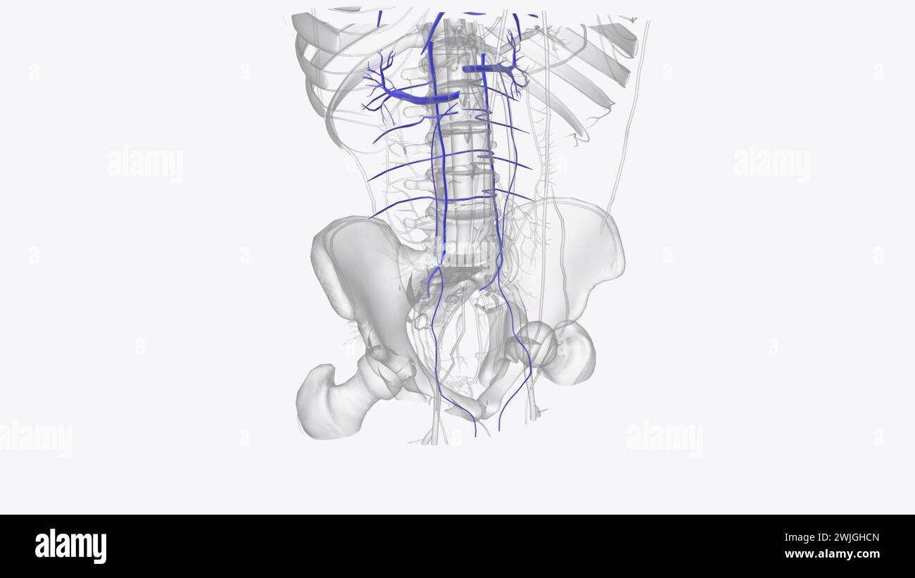 Veins of the systemic circulation are derived from the cardinal veins ...