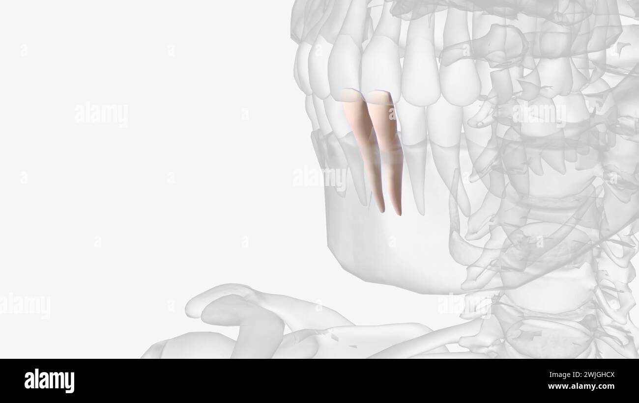 Mandibular fracture hi-res stock photography and images - Alamy