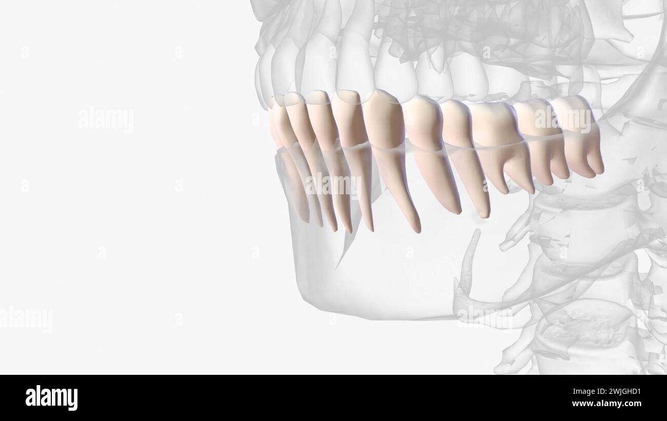 Mandibular fracture hi-res stock photography and images - Alamy