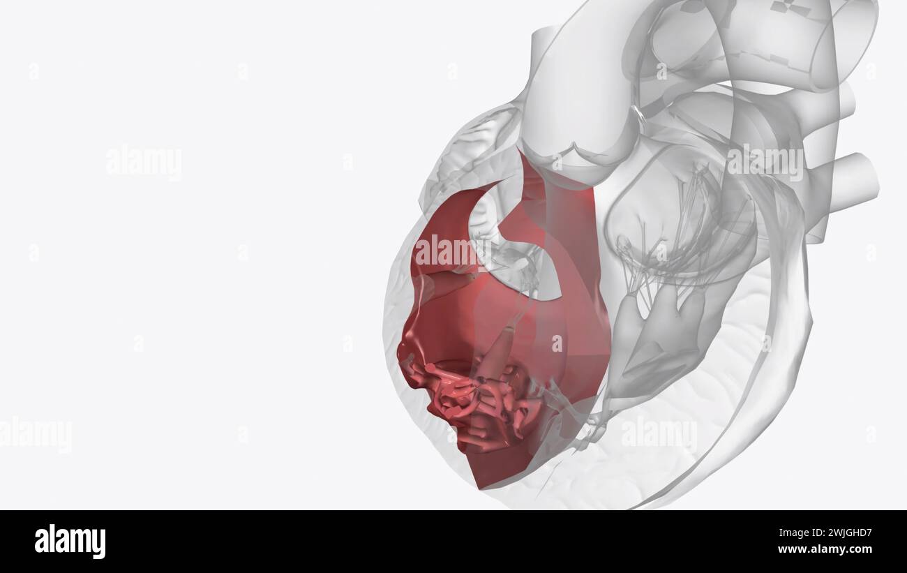 Heart ventricle wall Cut Out Stock Images & Pictures - Alamy