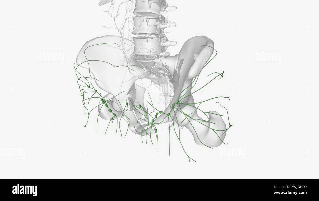 he lymphatic vessels of the lower limb can be divided into two major ...