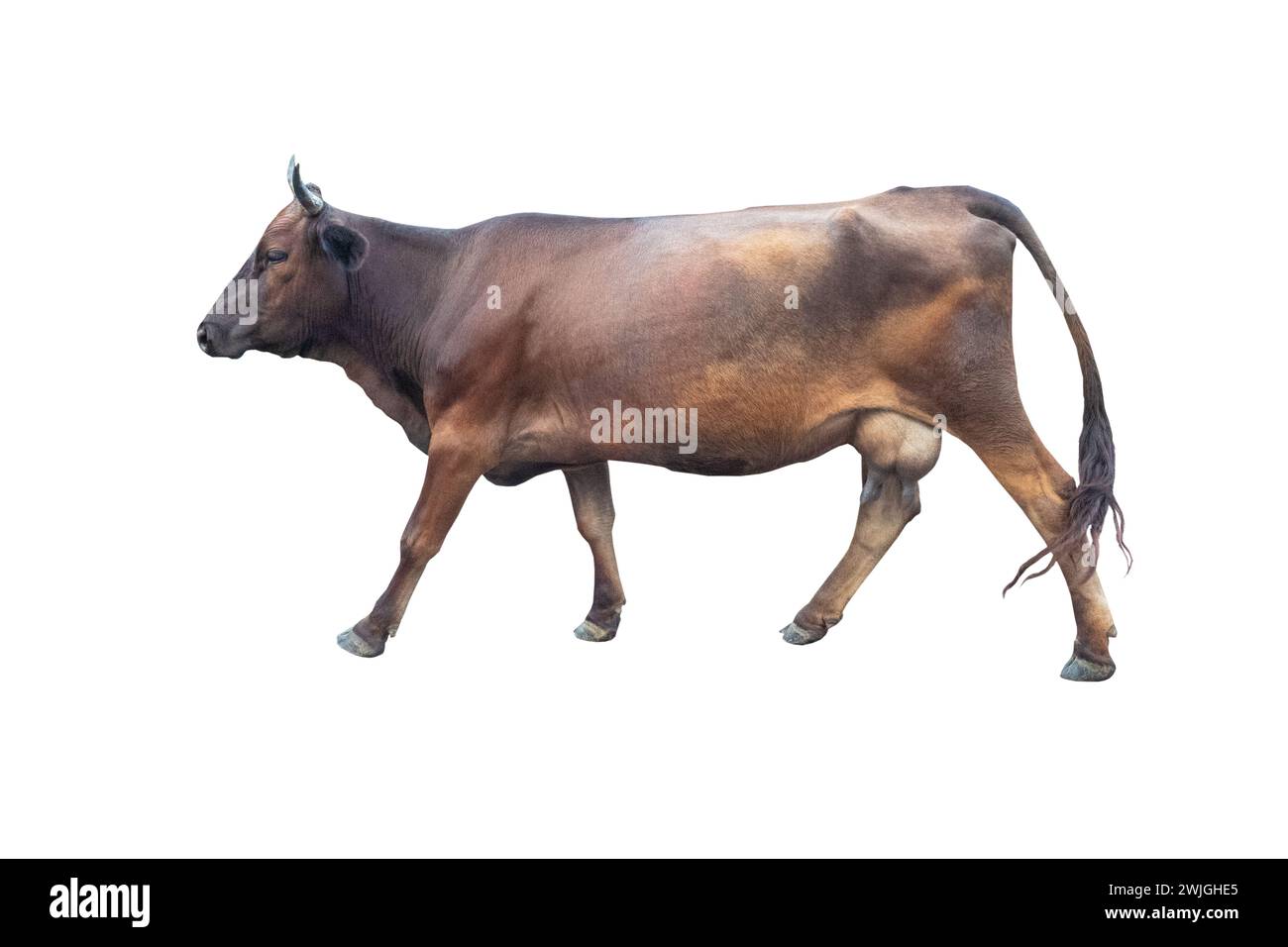 Running cow isolated on a white background Stock Photo - Alamy