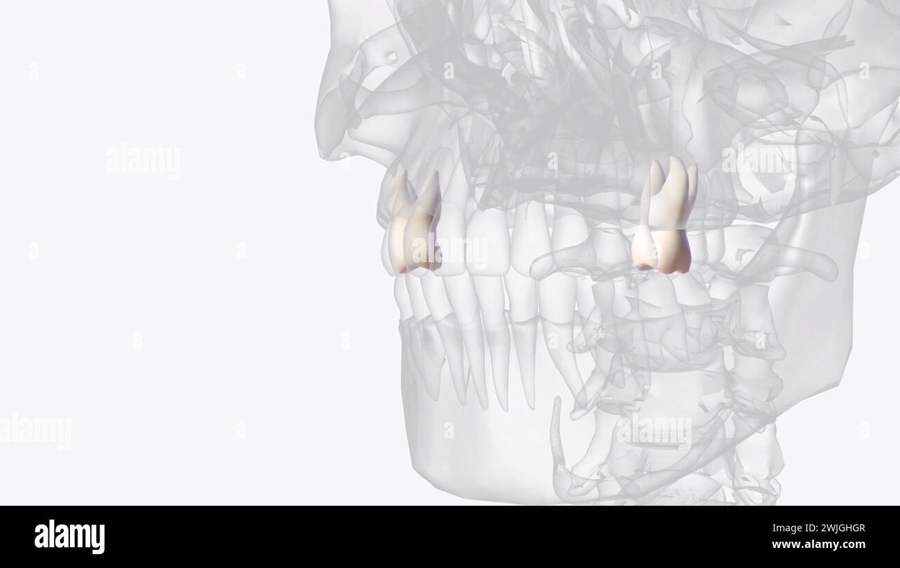 Maxillary bones hi-res stock photography and images - Alamy