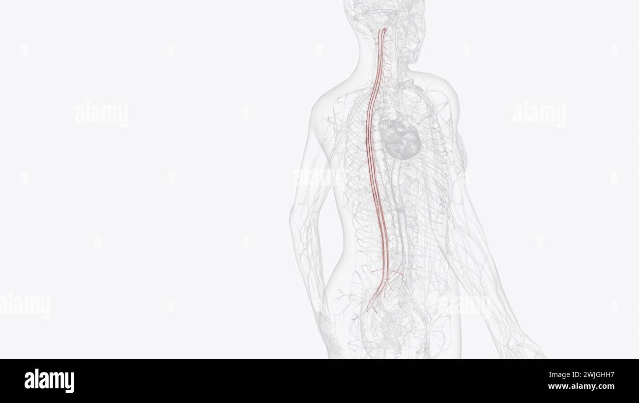Longitudinal muscle cardiac hi-res stock photography and images - Alamy