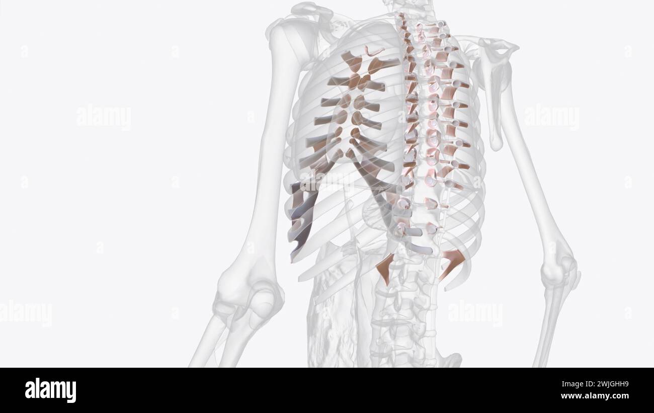 Rib fracture patient hi-res stock photography and images - Alamy