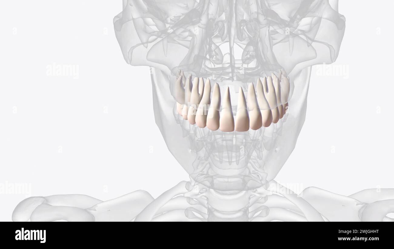 Maxillary bones hi-res stock photography and images - Alamy