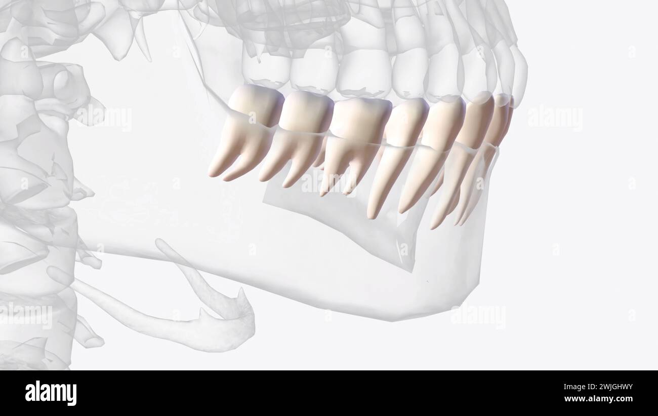 Mandibular fracture hi-res stock photography and images - Alamy