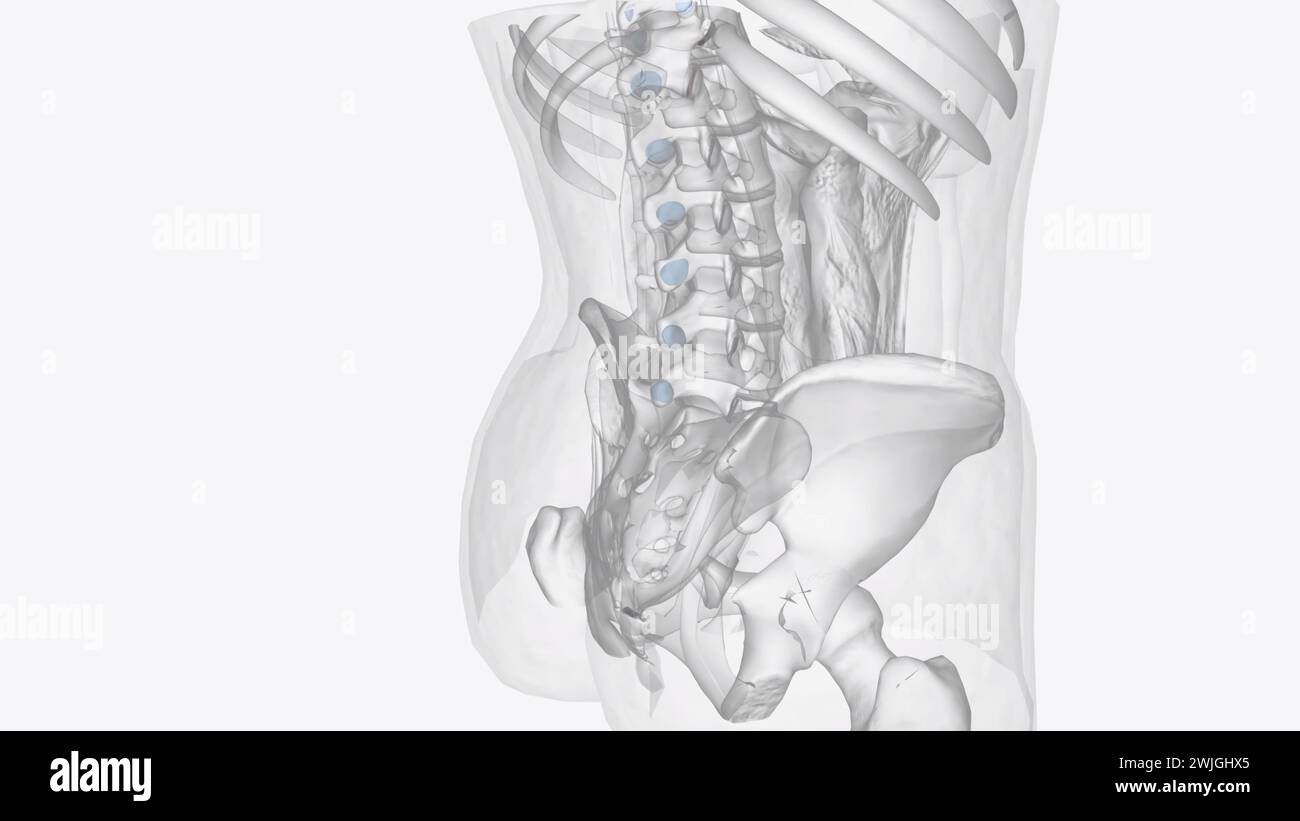 Articular cartilage of vertebral column 3d illustration Stock Photo - Alamy