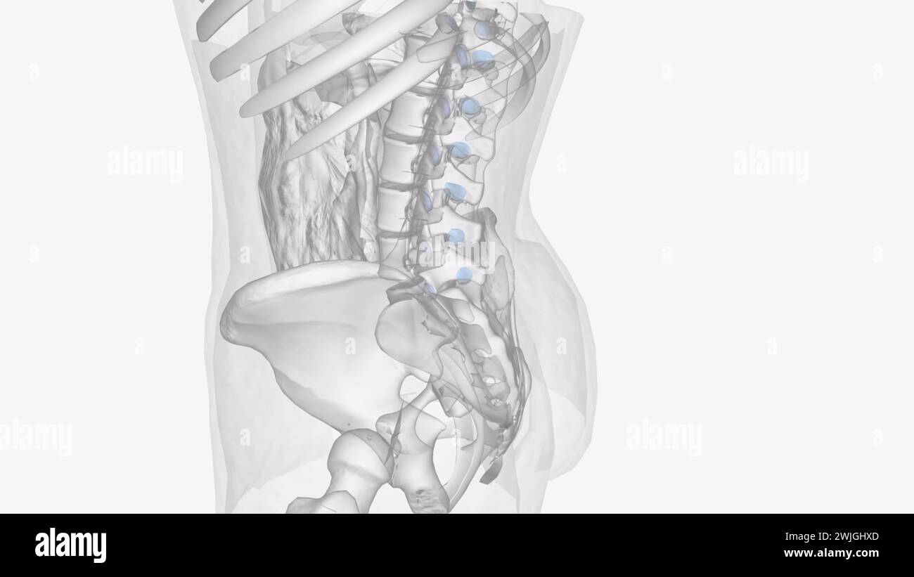 Articular cartilage of vertebral column 3d illustration Stock Photo - Alamy