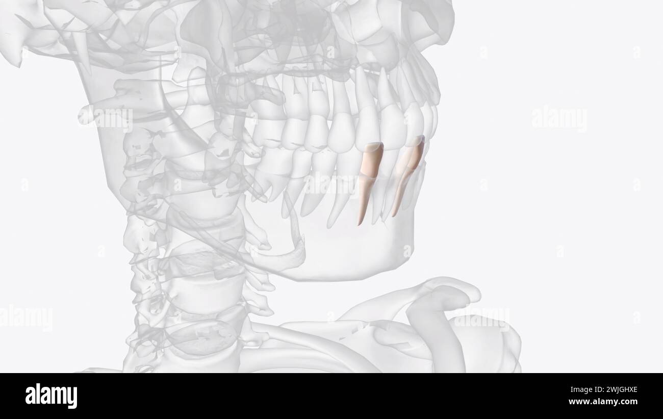 Mandibular fracture hi-res stock photography and images - Alamy