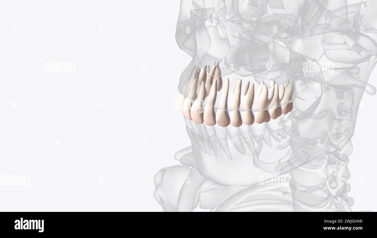 Maxillary bones hi-res stock photography and images - Alamy