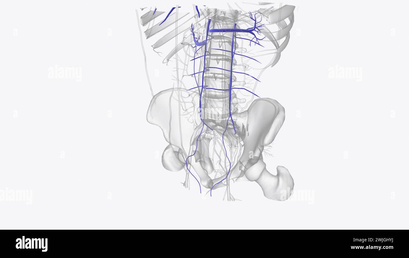 Veins of the systemic circulation are derived from the cardinal veins ...