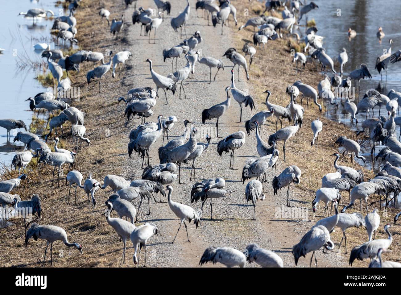 Crane urban wildlife hi-res stock photography and images - Alamy
