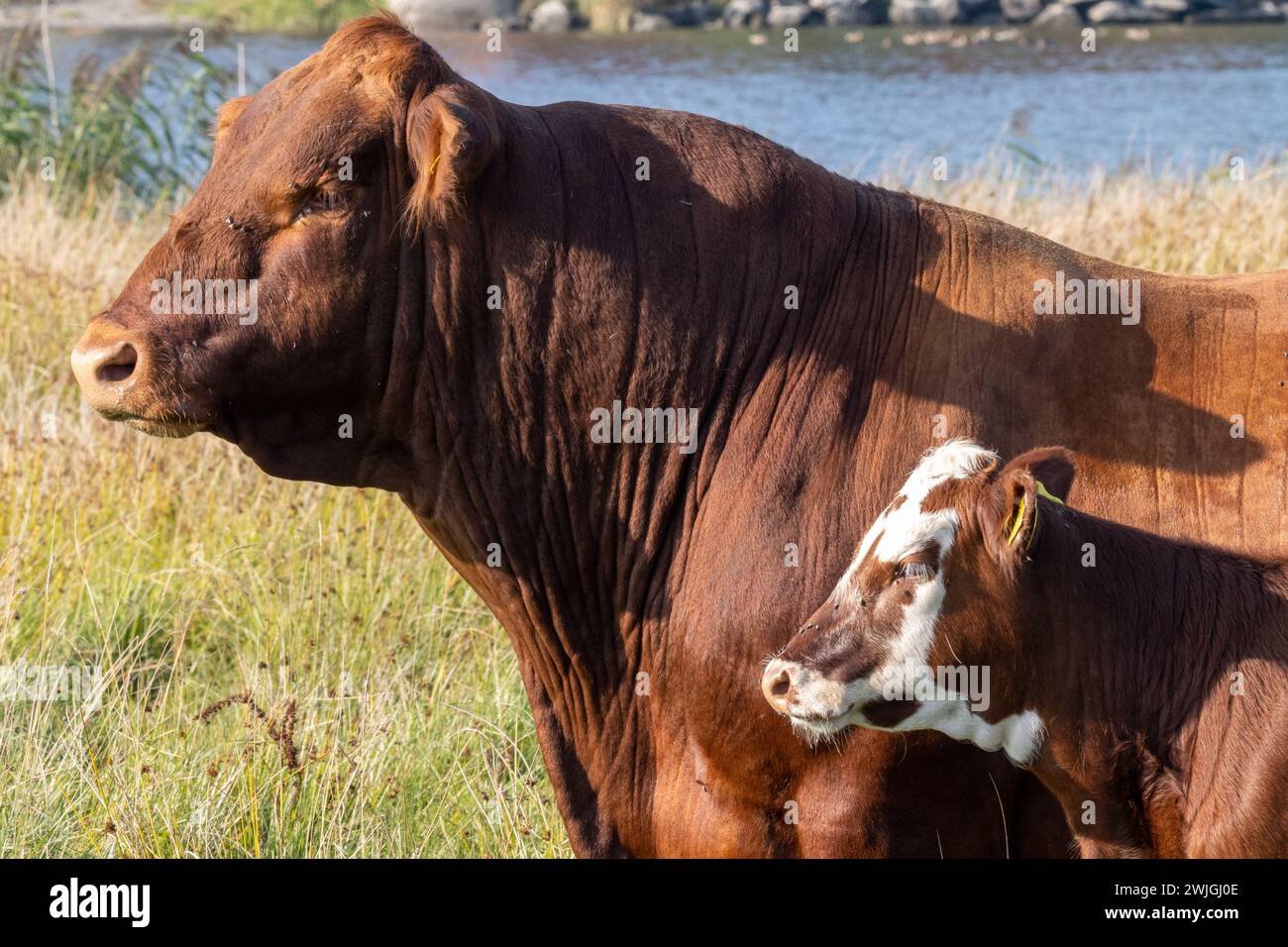 Bull and calf on a field shot in profile. Water background Stock Photo ...