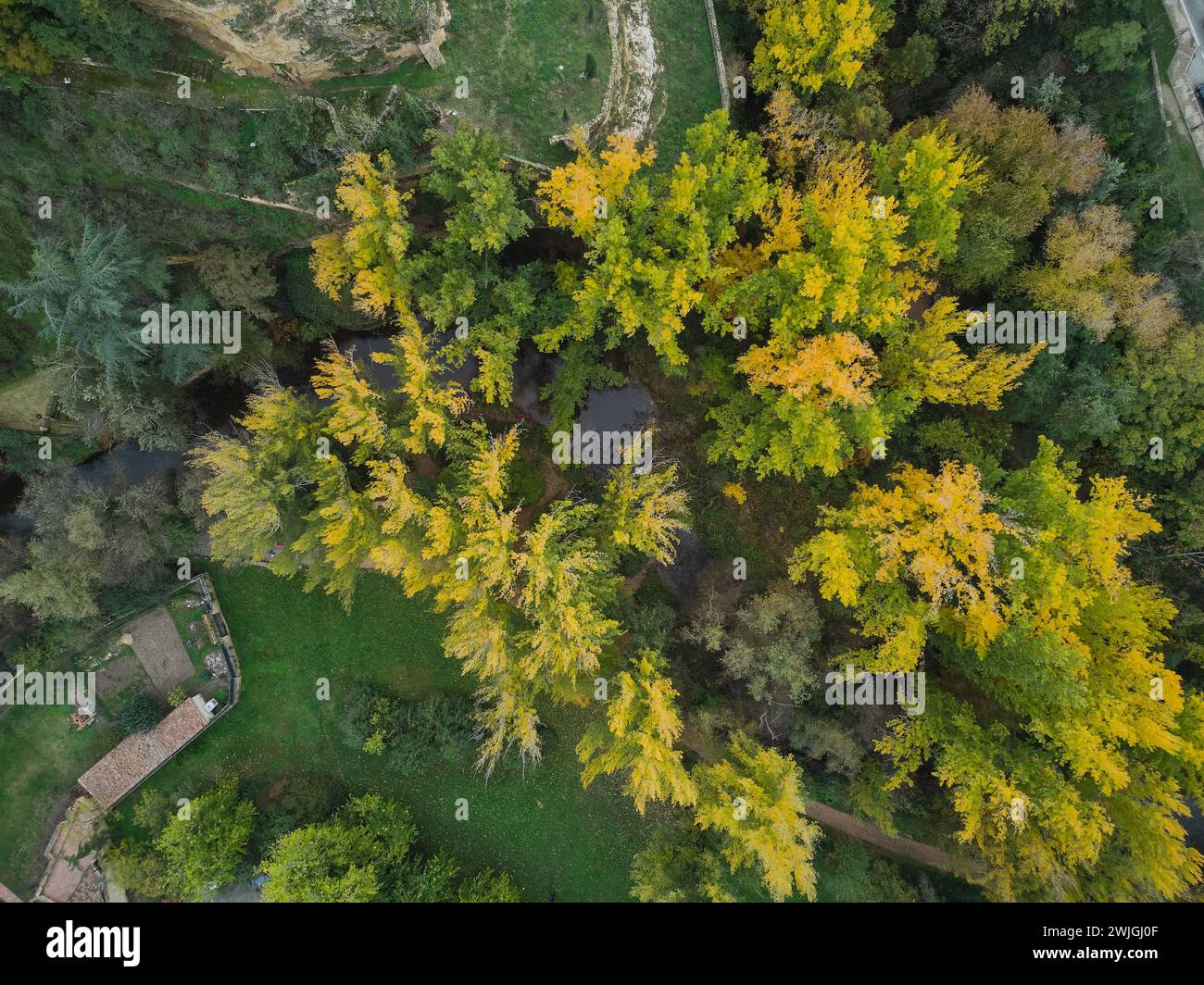 Flying over forest pine trees hi-res stock photography and images - Alamy