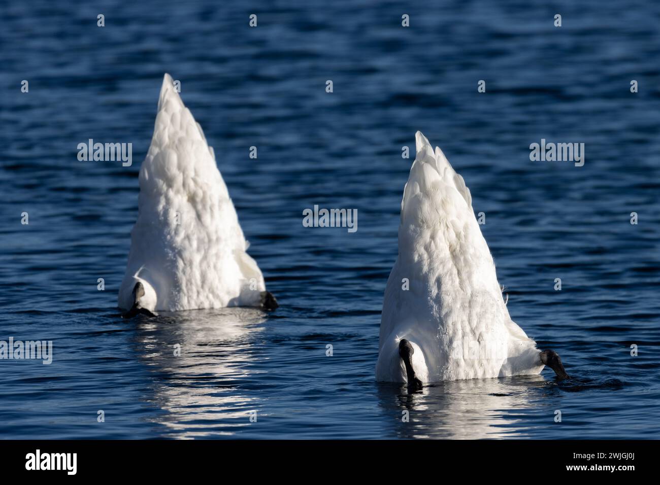 Two swans feeding from bottom of sea. Showing their behinds Stock Photo ...