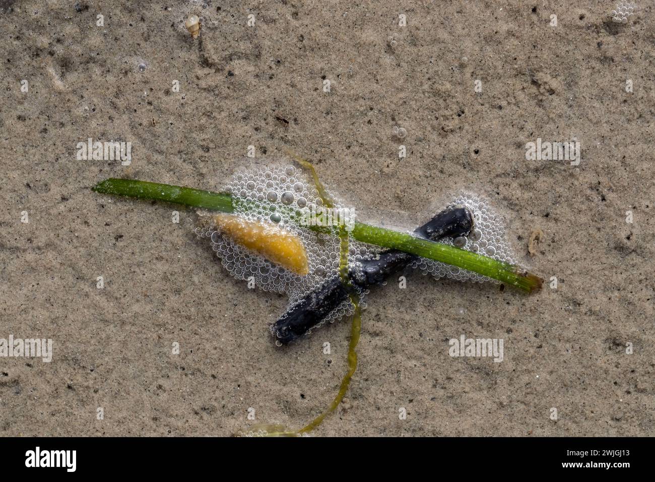 Sea weed, sand and foam bubbles in shallow water. Looks like fine ...