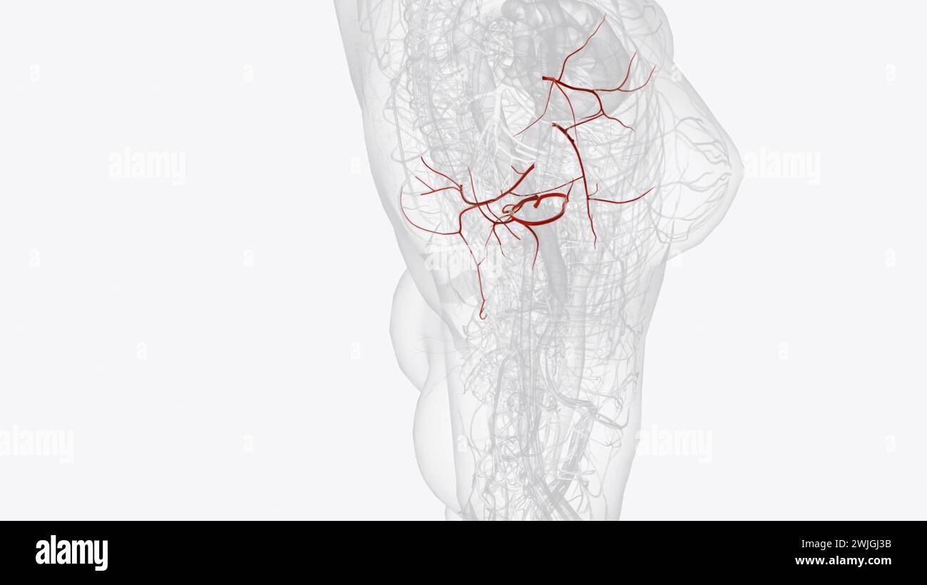 Branches of right axillary artery 3d illustration Stock Photo - Alamy