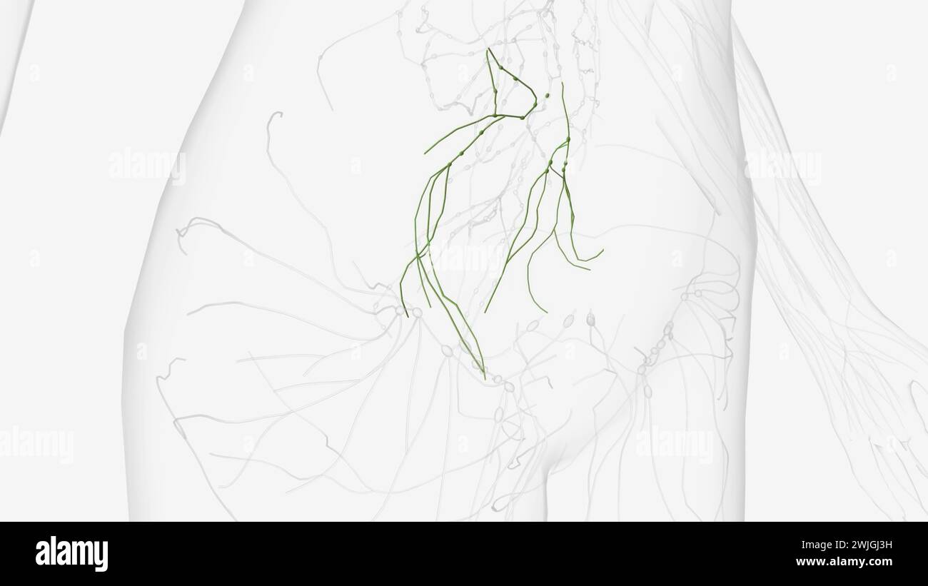 Mesenteric lymph nodes hi-res stock photography and images - Alamy