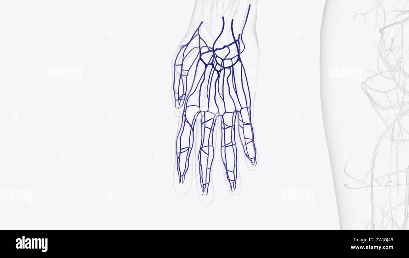 Veins of right hand and wrist 3d illustration Stock Photo - Alamy
