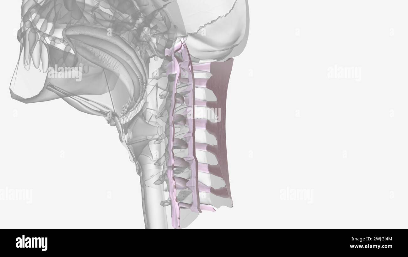 Three Of The More Important Ligaments In The Spine Are The Ligamentum